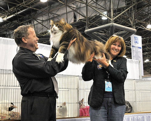 The Houston Cat Club’s 59th Annual Charity Cat Show this weekend