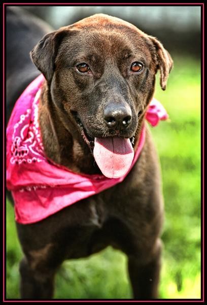 SPCA Pets of the Week