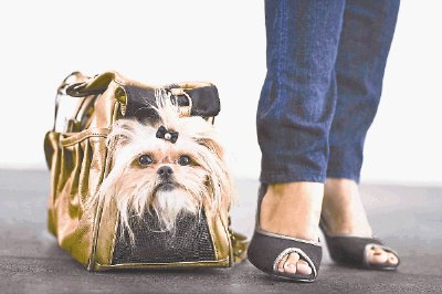 Hurricane season: Tips for evacuating with pets