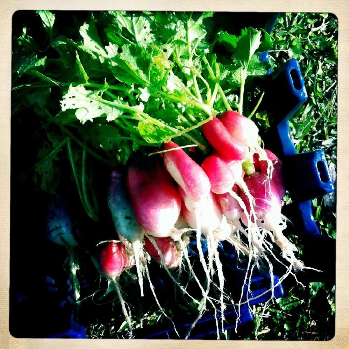 How to grow radishes