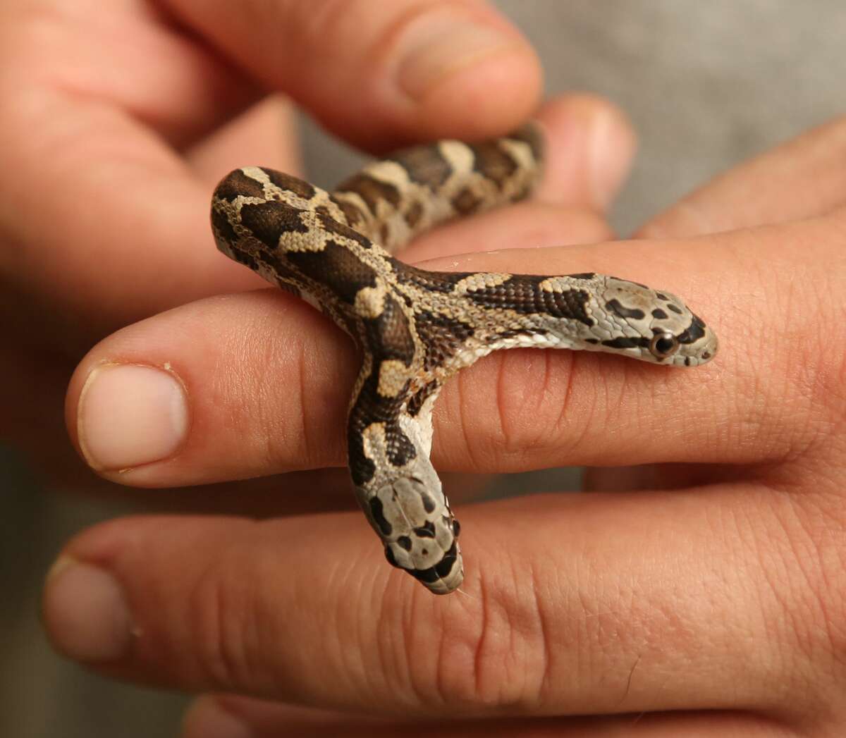 Two-headed snake found in Waco