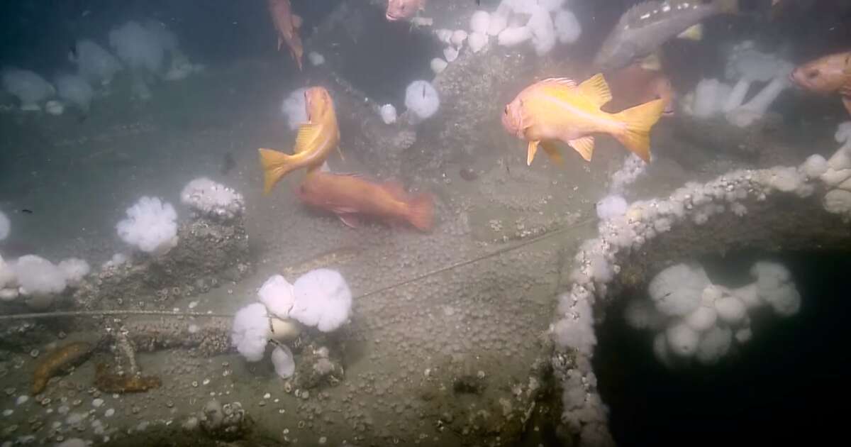 Video: Nautilus crew explores undersea wreck site of SS Dorothy Wintermote