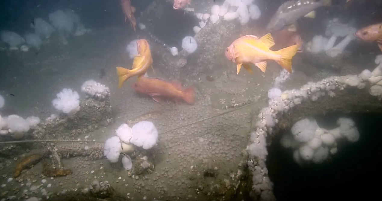 Video: Nautilus crew explores undersea wreck site of SS Dorothy Wintermote