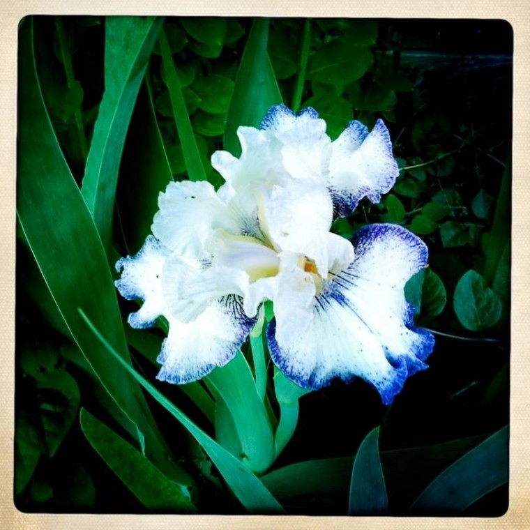 GUMBO SOIL GARDENING: Louisiana iris at home in Texas soil