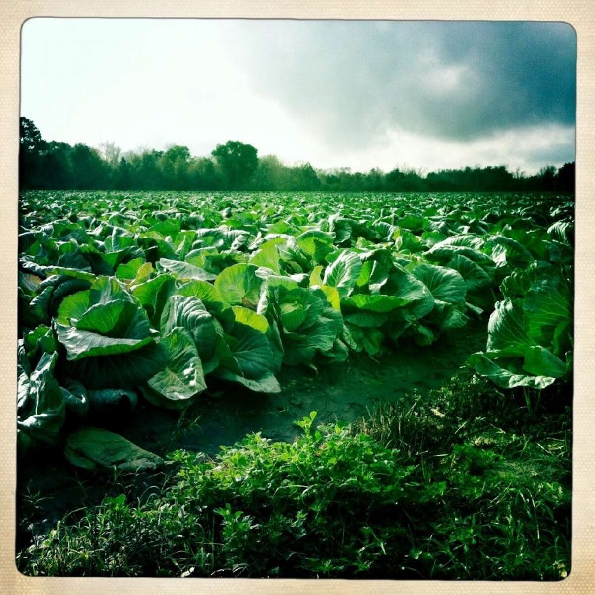 GUMBO SOIL GARDENING: Louisiana iris at home in Texas soil
