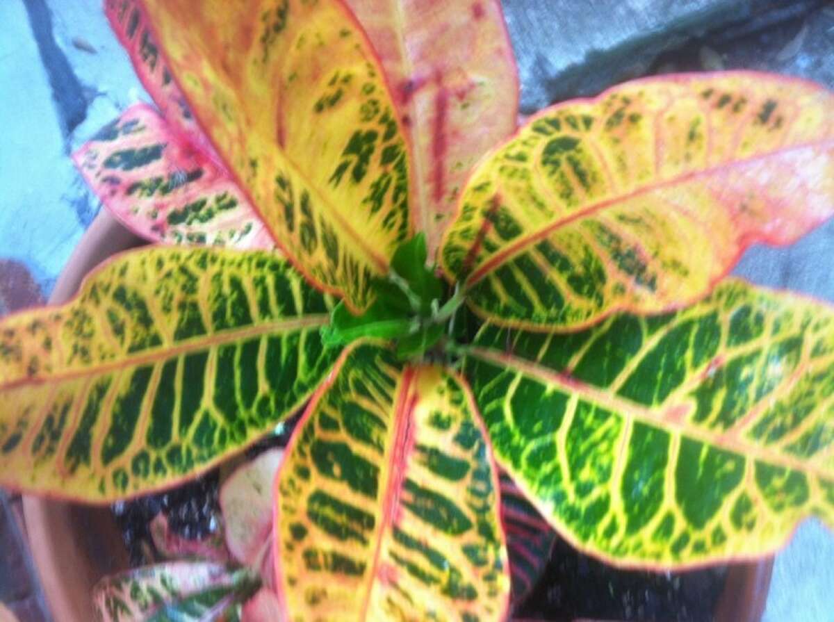 Crotons for color any time of the year