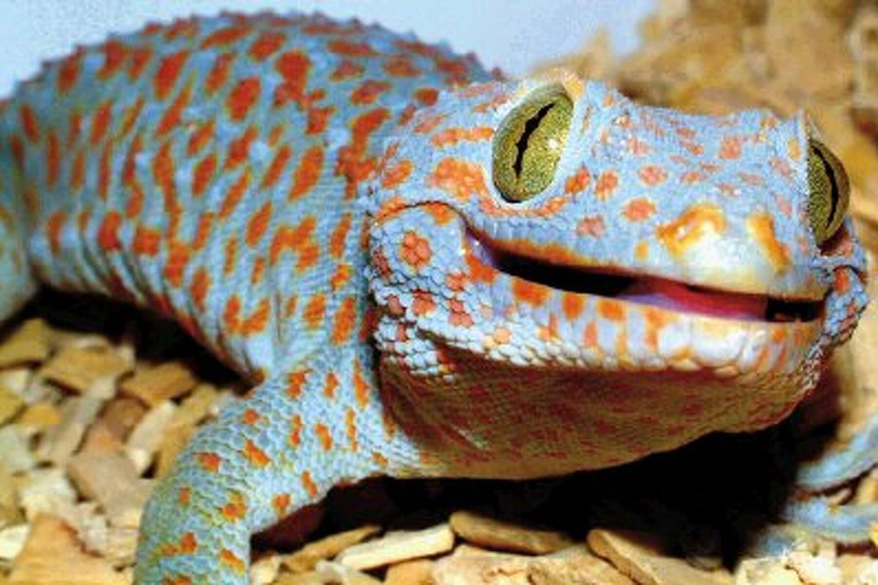 Tokay Gecko Teeth