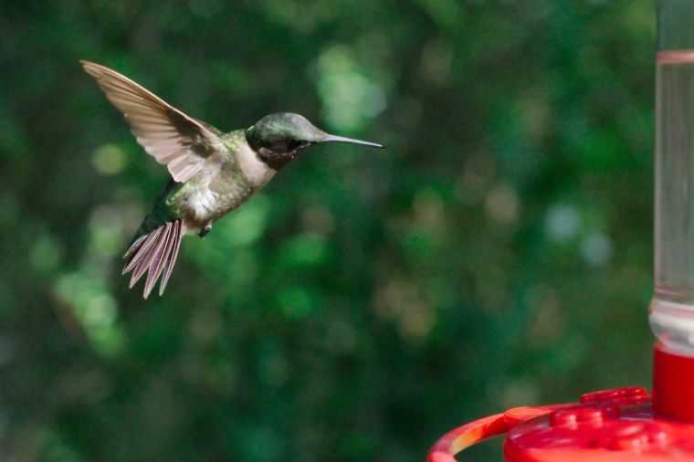 Hummingbirds return to the area
