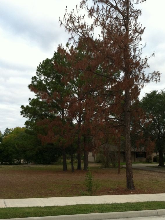 TCIA warns: Don't touch trees in wires