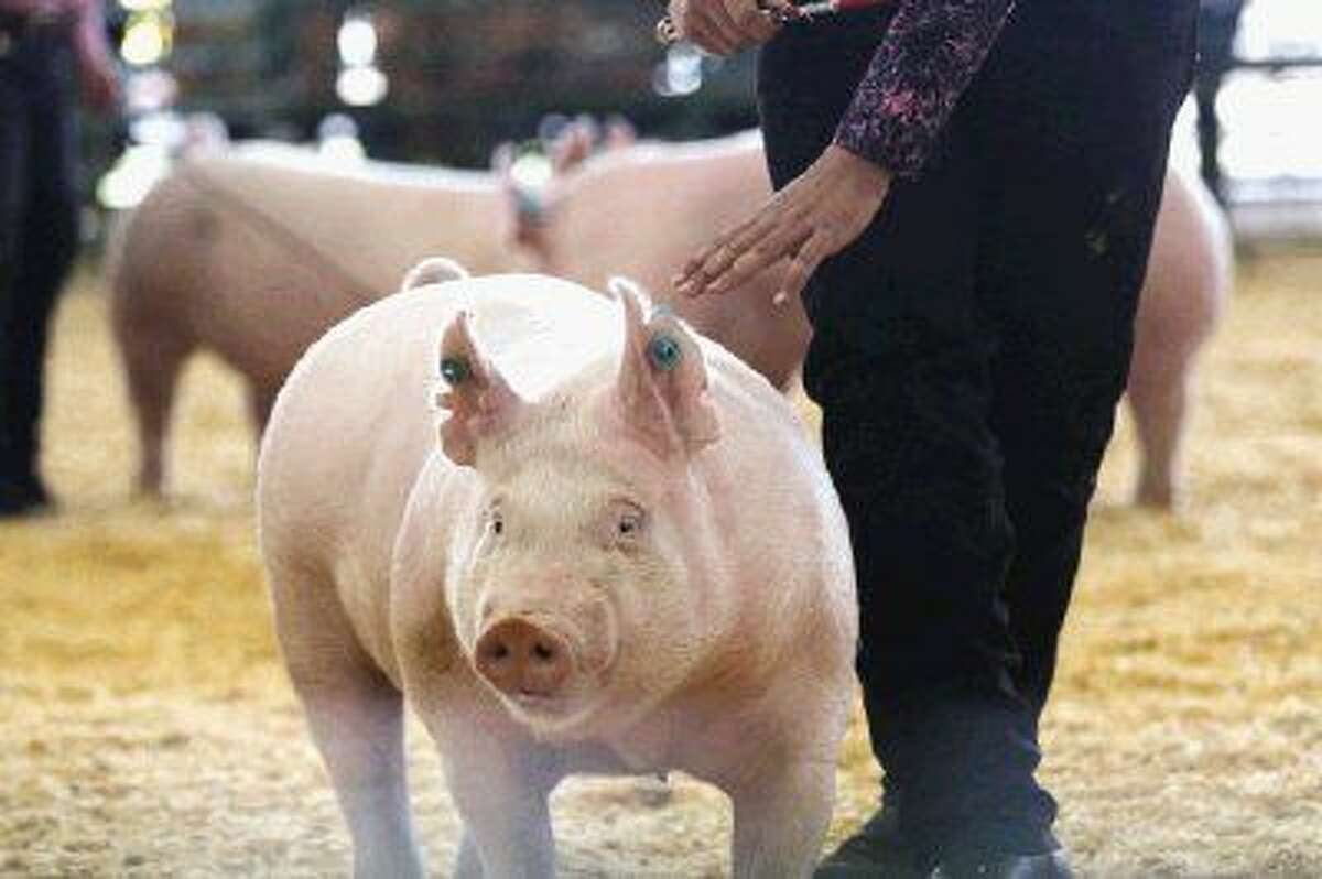 Newcomer takes Grand Champion in market barrows