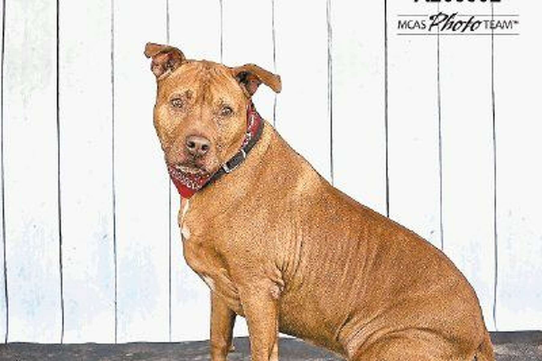 Where Do You Hit A Dog When Attacked