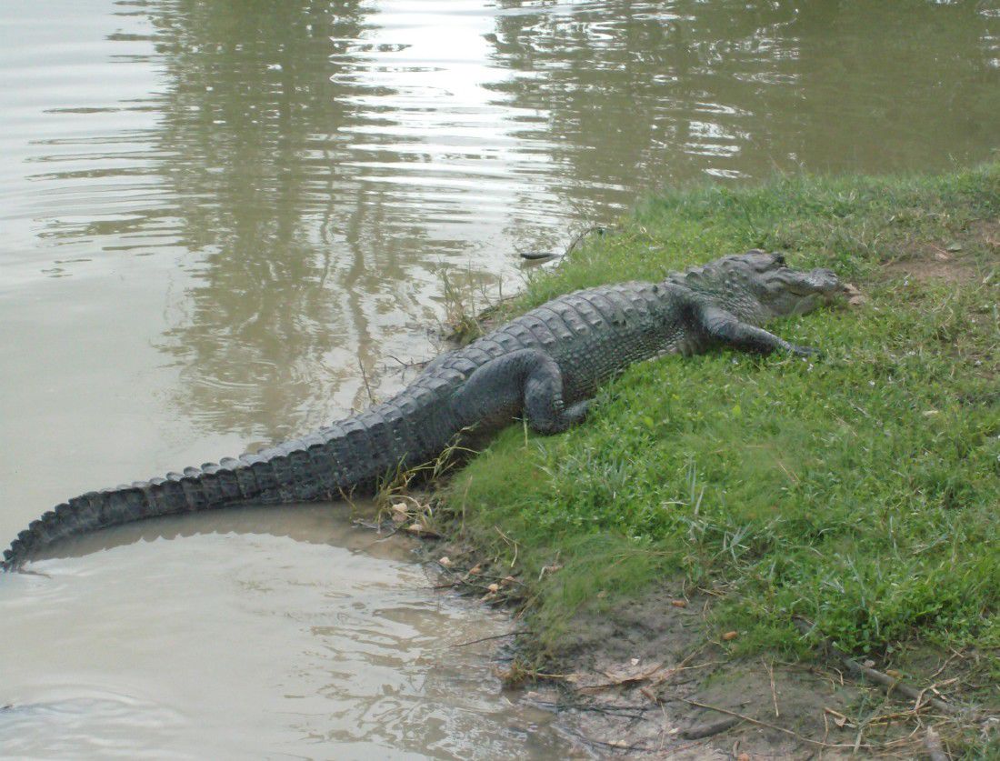 LeBlanc: Alligators can be fearless monsters