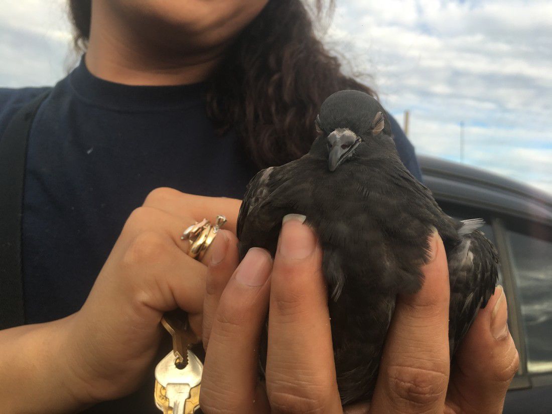 Conroe Feeder’s Supply rescues entangled bird
