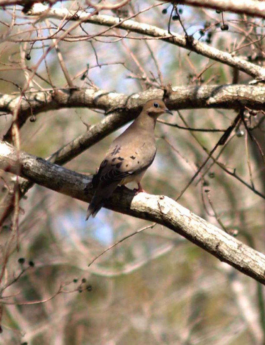 LeBlanc: Get ready for dove season