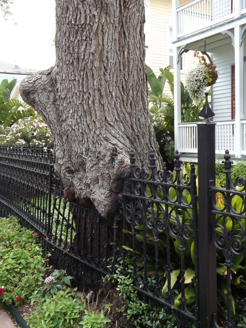 Fall A Perfect Time For Selecting Planting Trees And Shrubs
