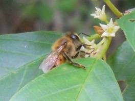 Keeping the balance with bees