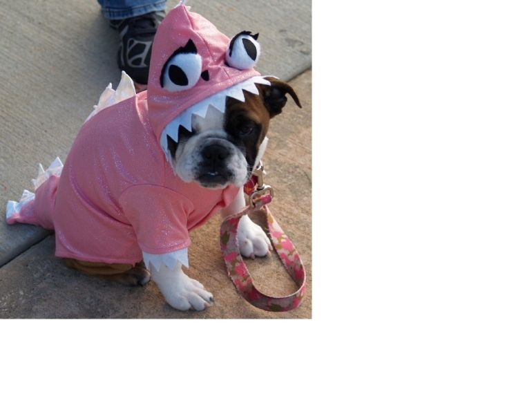 Scarlet Scamper K-9 Fun Run returns to LSC-Tomball for 26th year