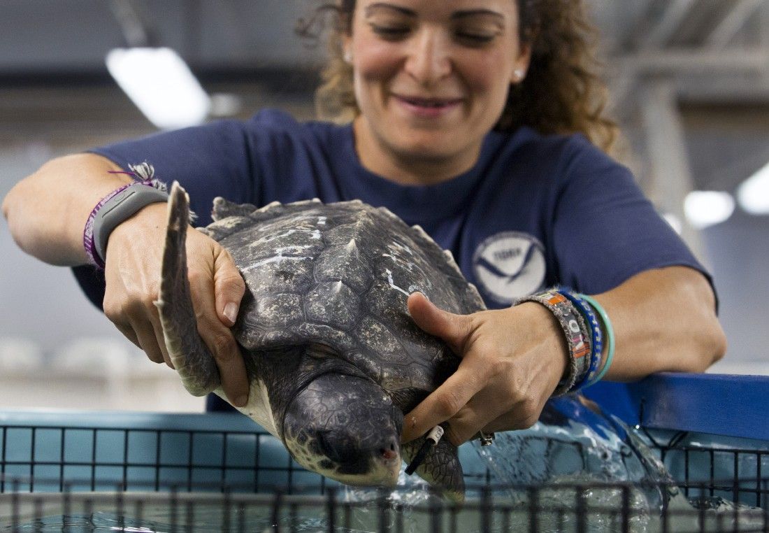 Texas biologists warm chilled sea turtles