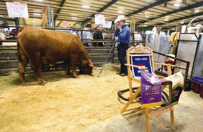 Magnolia FFA students set for livestock show
