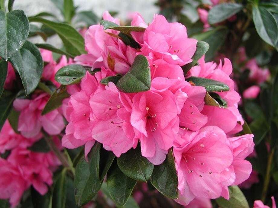 Azaleas, do you love them or leave them? - The Courier