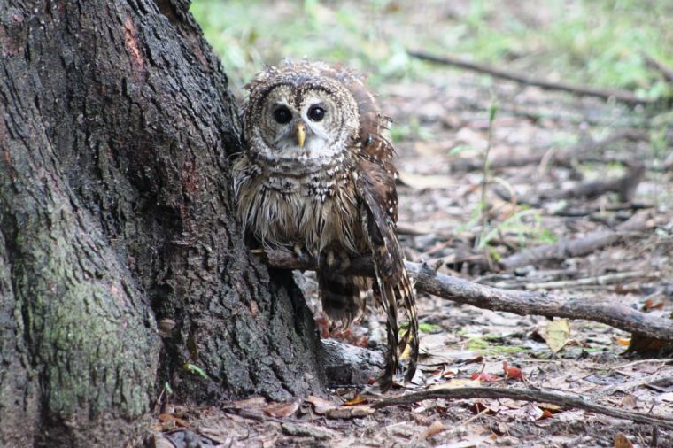 Owl with broken wing rescued from Cleveland area home
