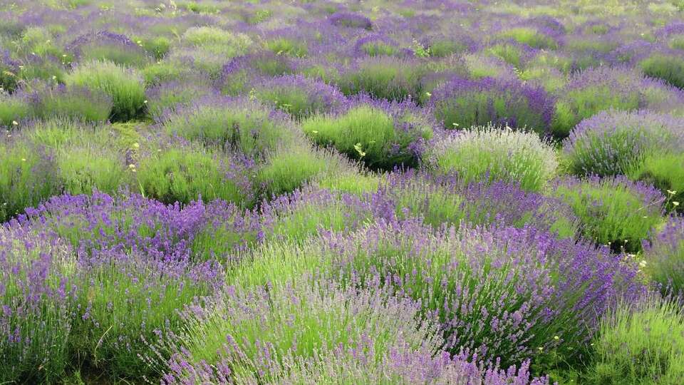 Now’s the time to trim that lovely lavender