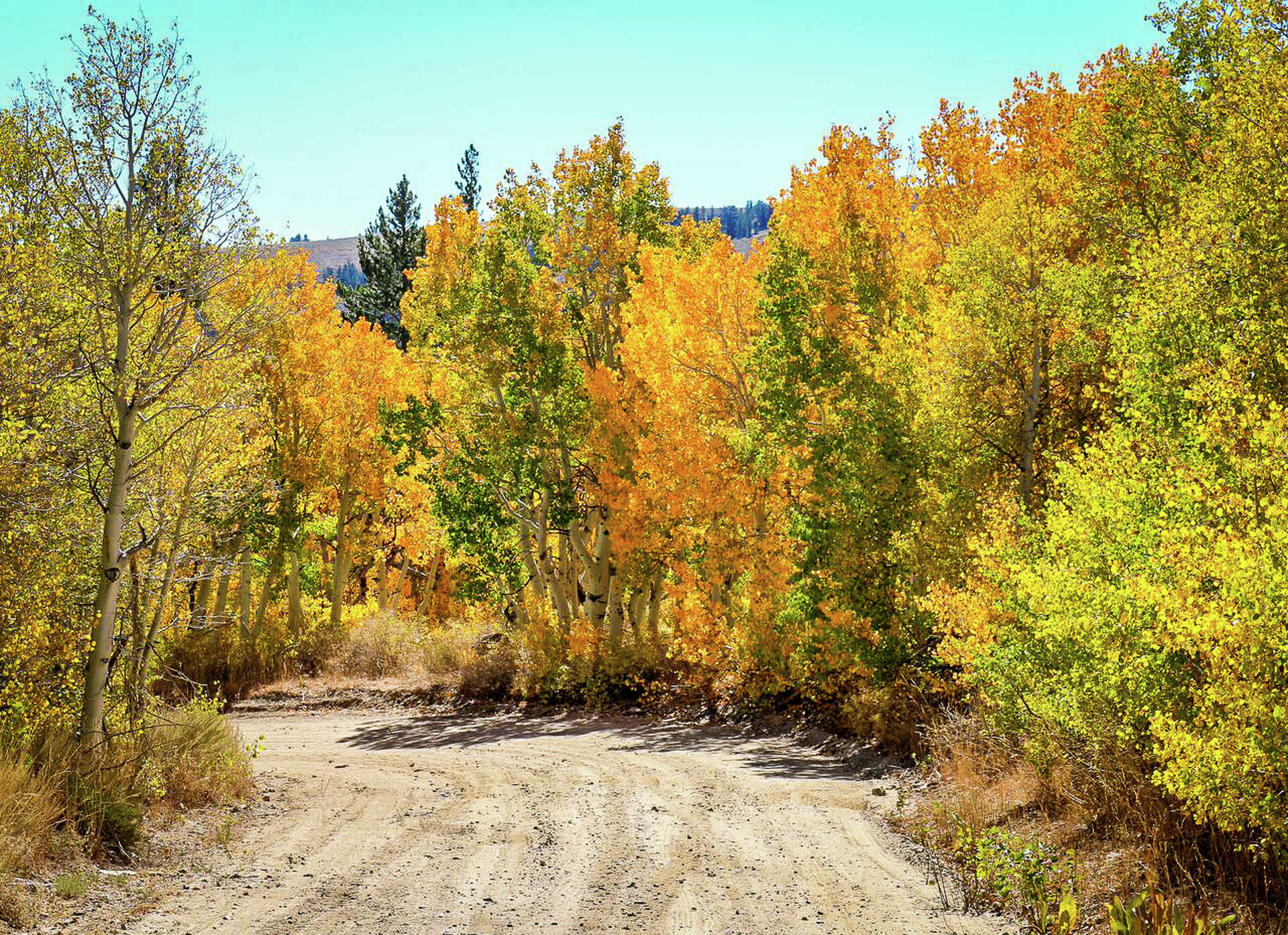 Here's where to find California's changing leaves