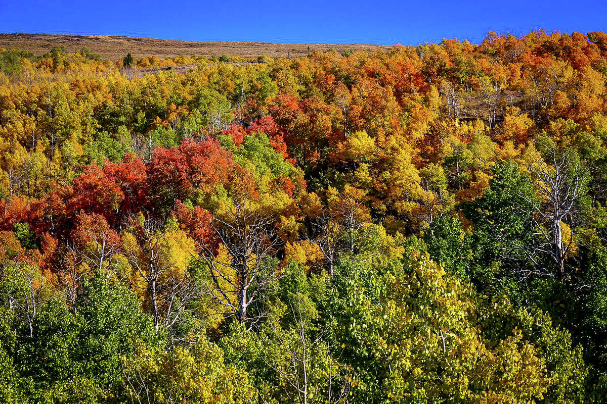 Here's where to find California's changing leaves