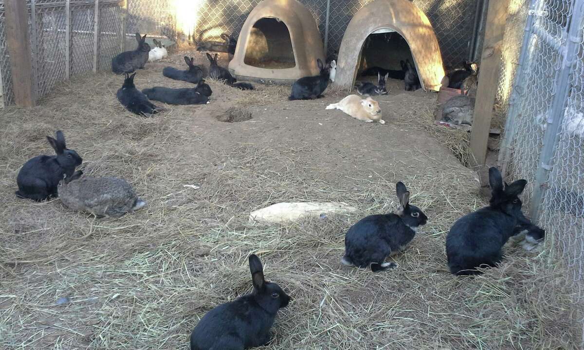 Hundreds of 'rescue rabbits' airlifted from Canada to Texas in ...