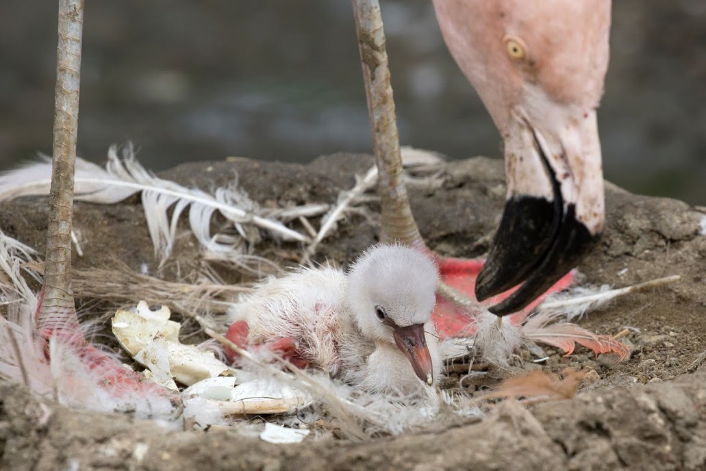 Flamingo chicks begin hatching at the San Francisco Zoo