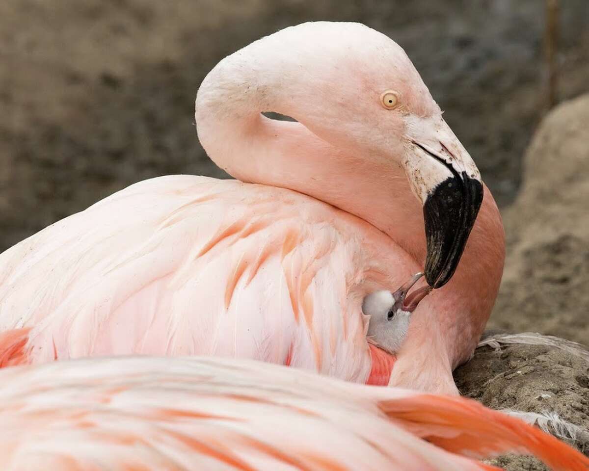 Flamingo chicks begin hatching at the San Francisco Zoo
