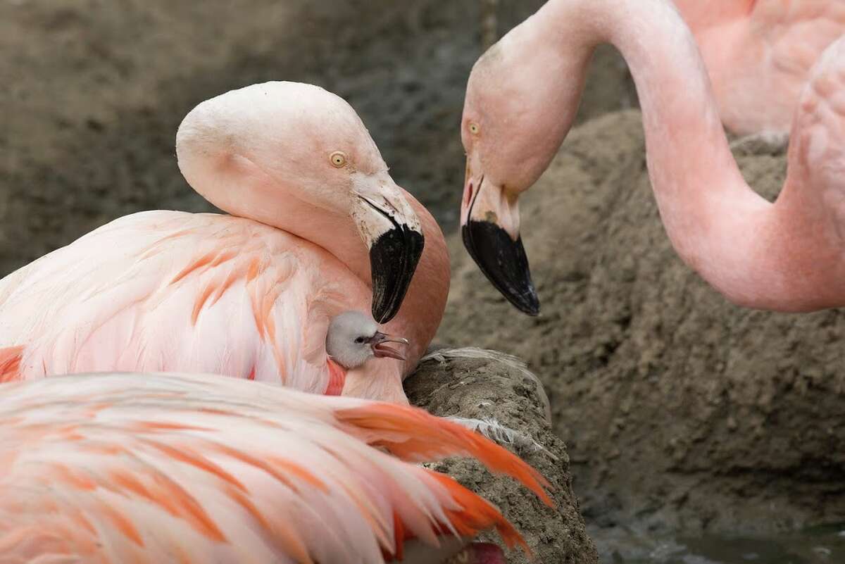 Flamingo chicks begin hatching at the San Francisco Zoo
