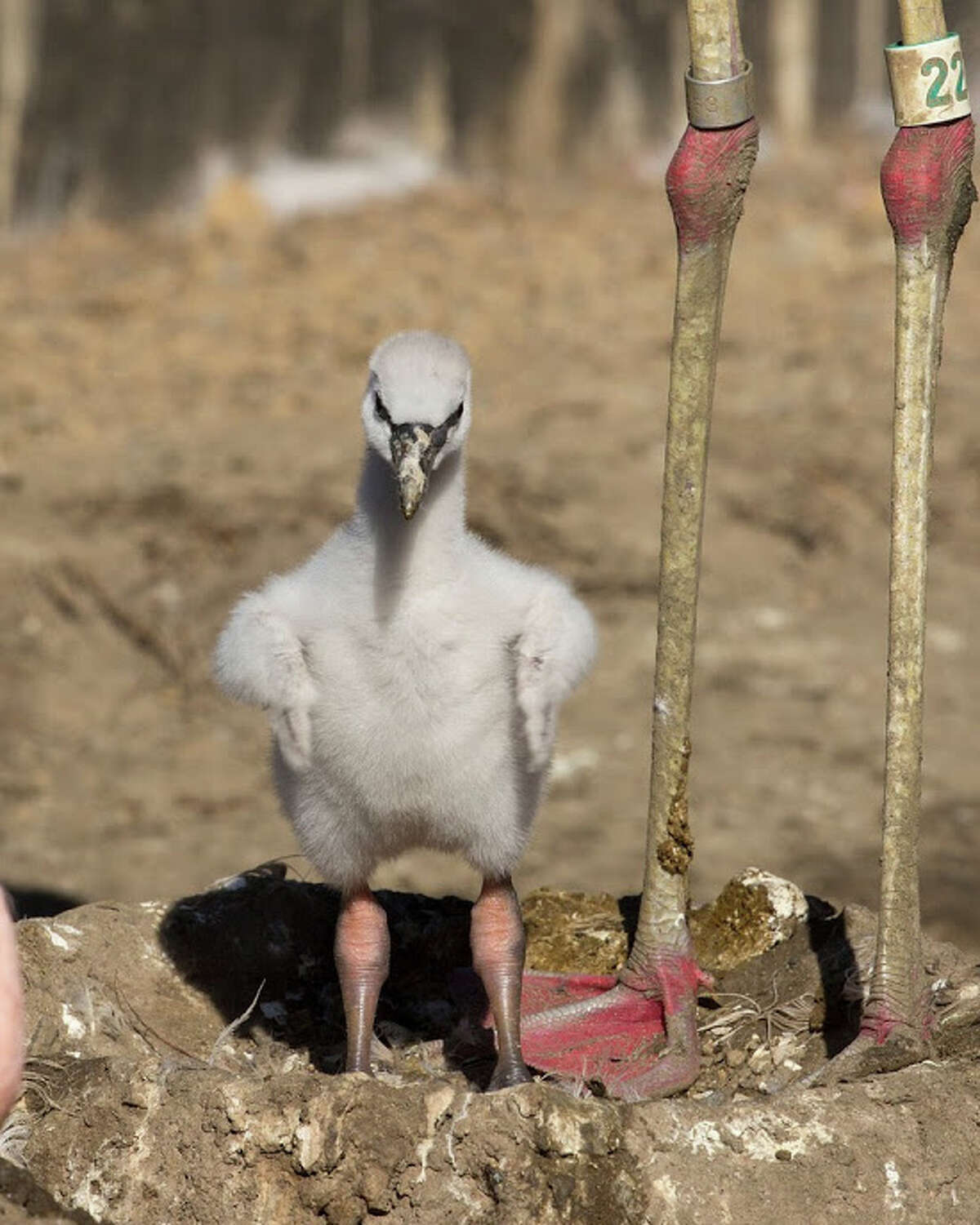 Flamingo chicks begin hatching at the San Francisco Zoo