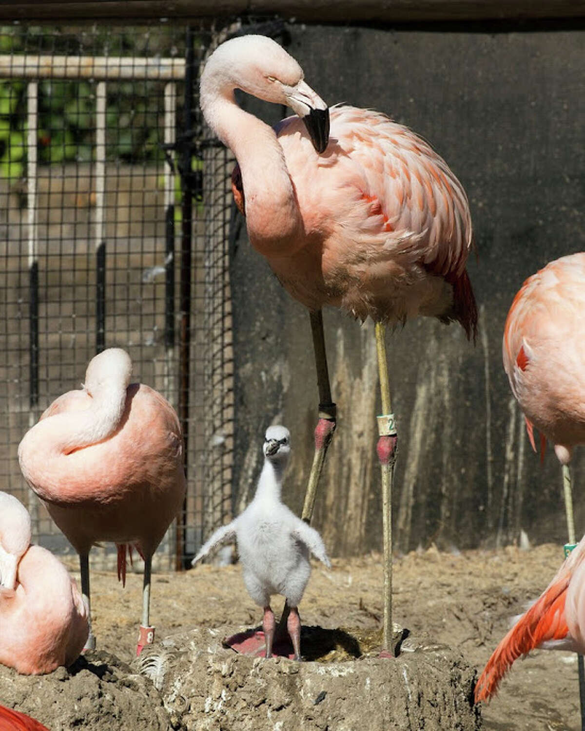 Flamingo chicks begin hatching at the San Francisco Zoo