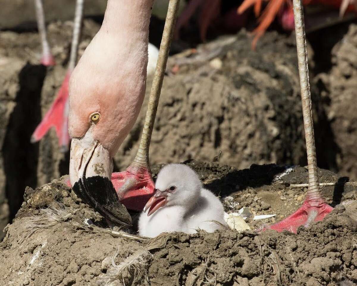 Flamingo chicks begin hatching at the San Francisco Zoo