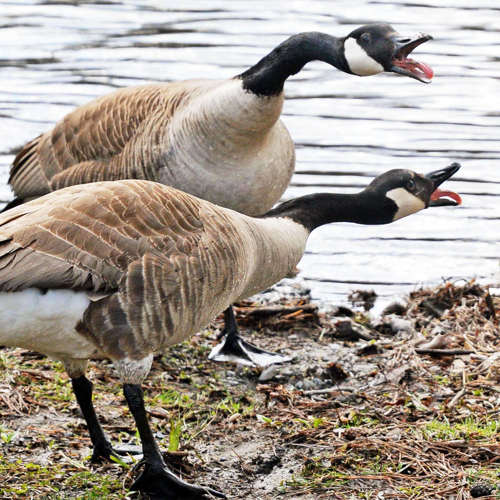 Cities cry 'fowl' over resident geese