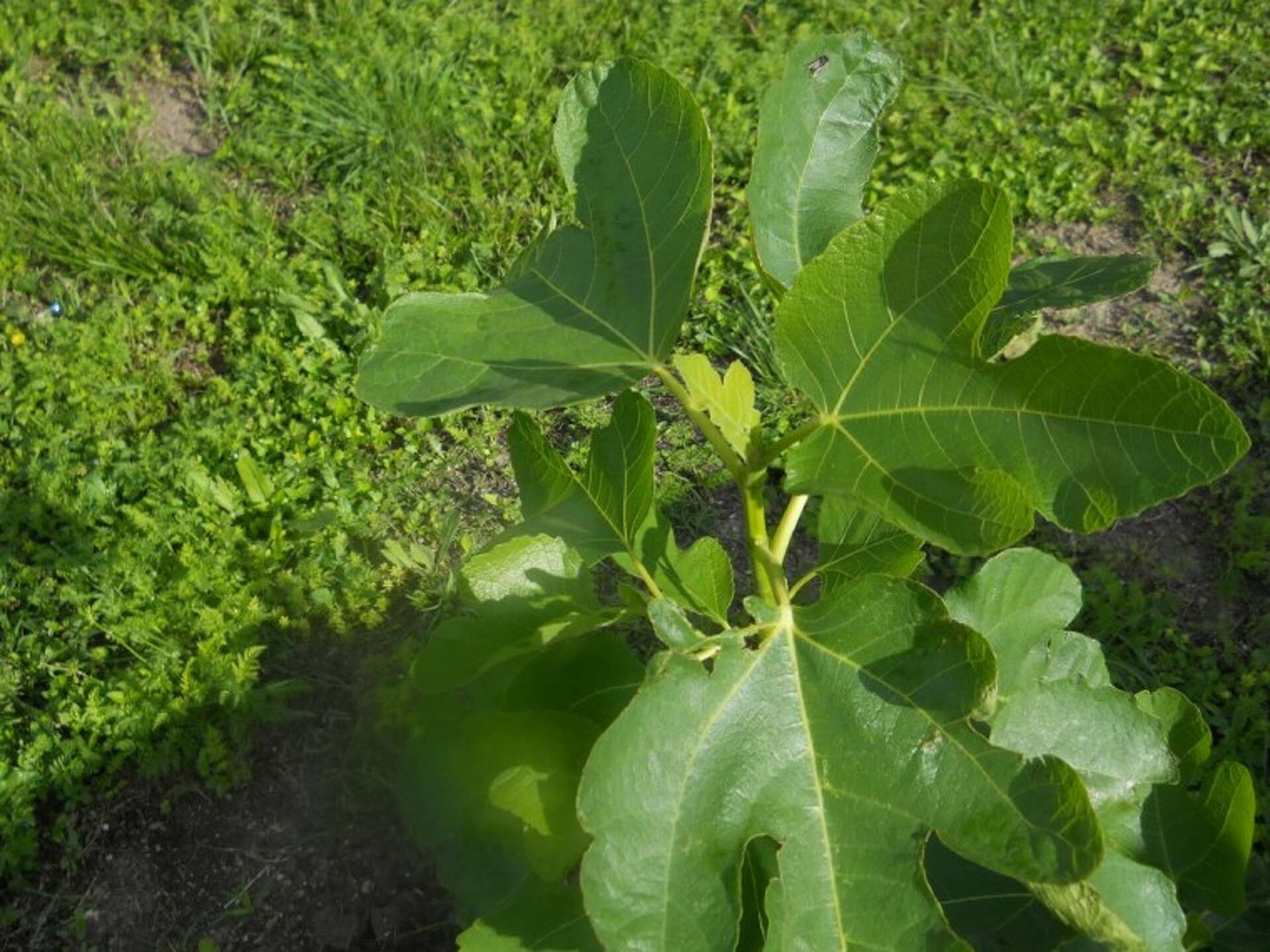 6 of the best figs to grow in Texas