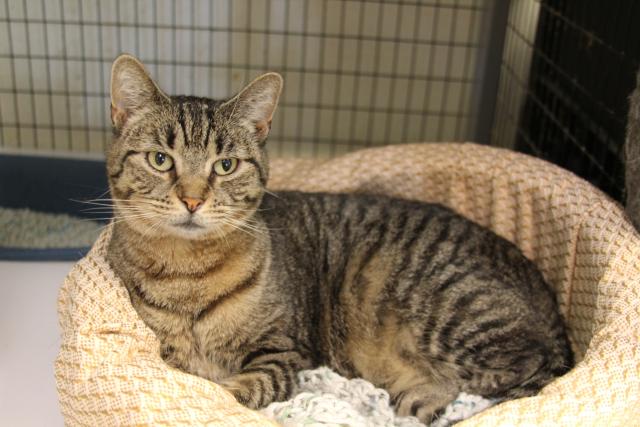 Cats like Booda waiting for homes