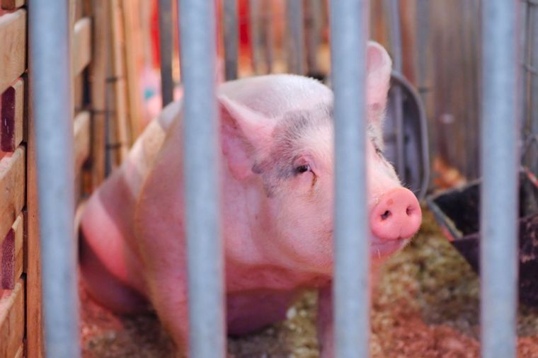 The days of swine and poses