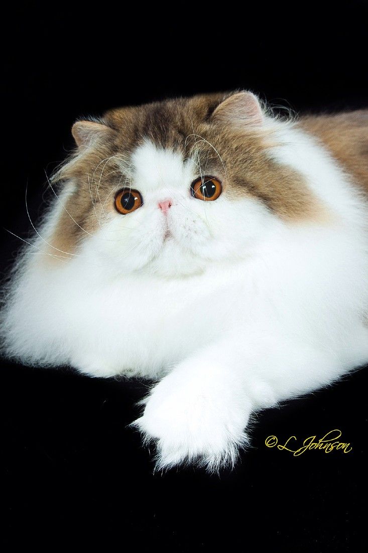 ‘Cat Show’ opens this weekend in new venue