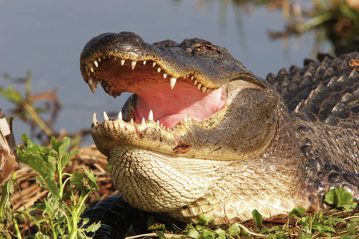 Alligator season kicks off in Harris County