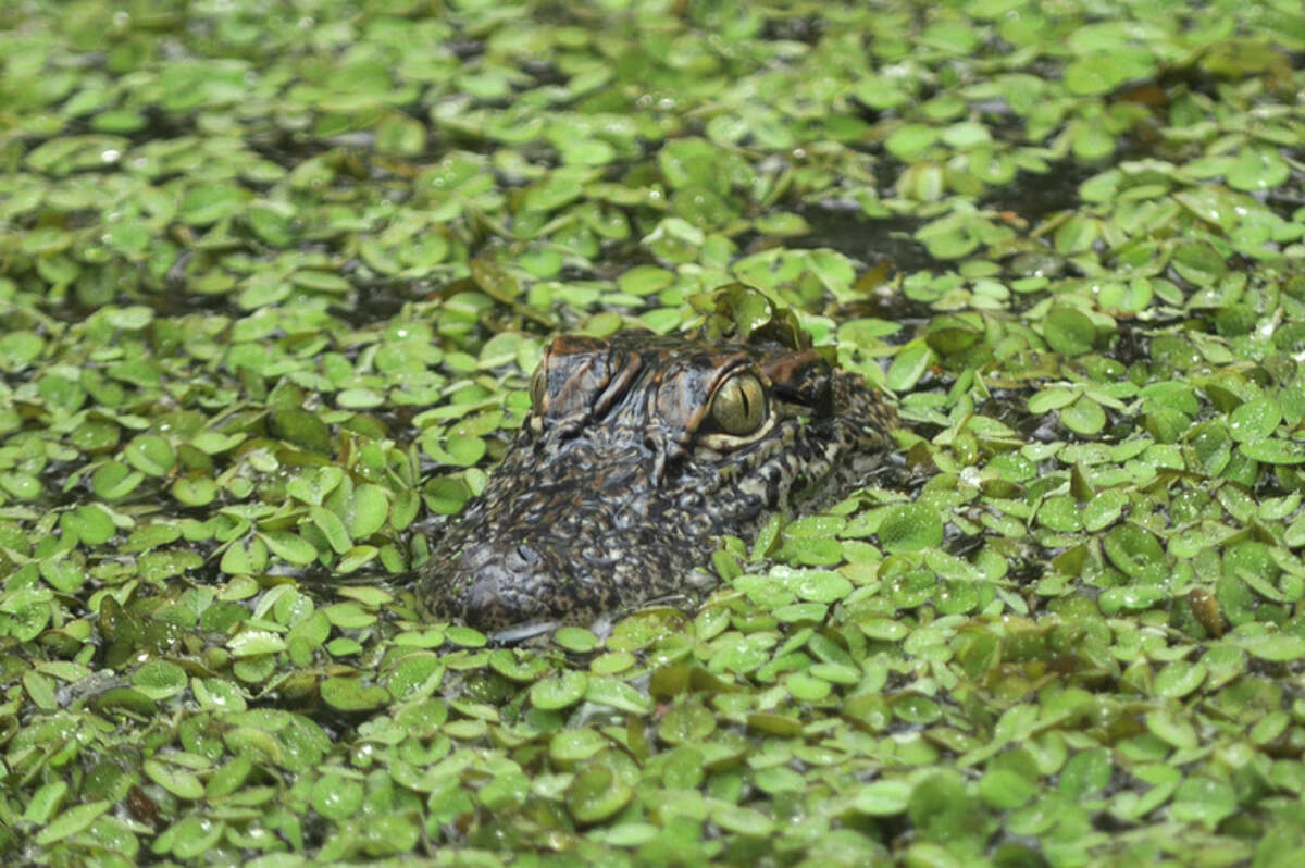 Alligator season kicks off in Harris County