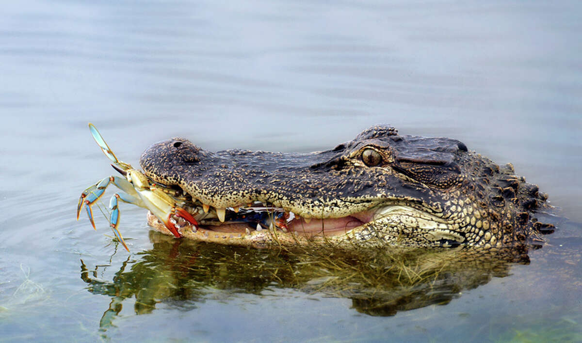 Alligator season kicks off in Harris County