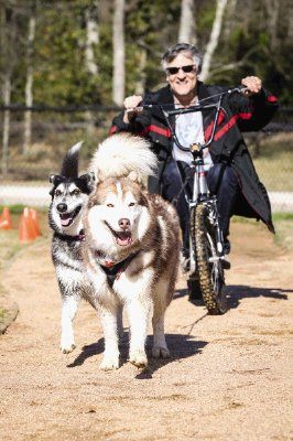 Northern-breed dog owners learn about their pups’ abilities at event