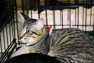 LMN Felines cats of the week