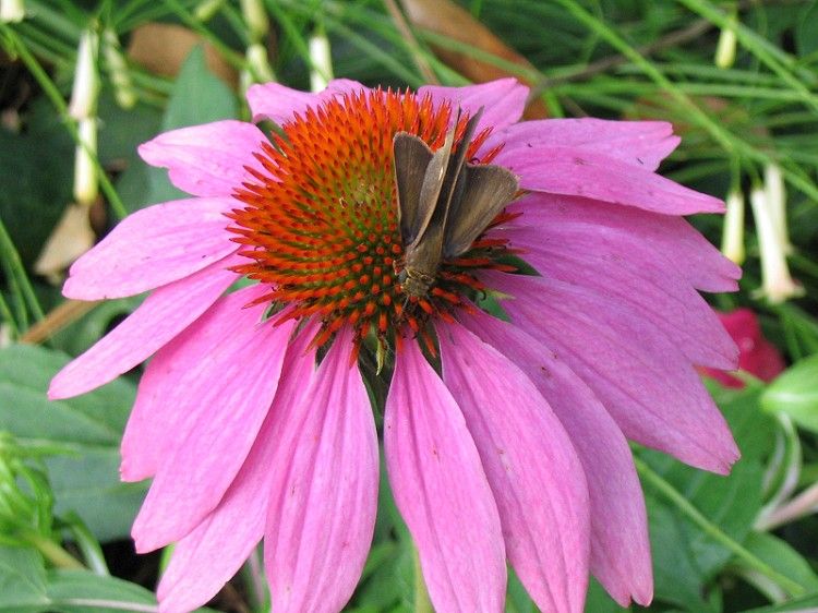 Montgomery County Master Gardeners spring plant sale set for March 21