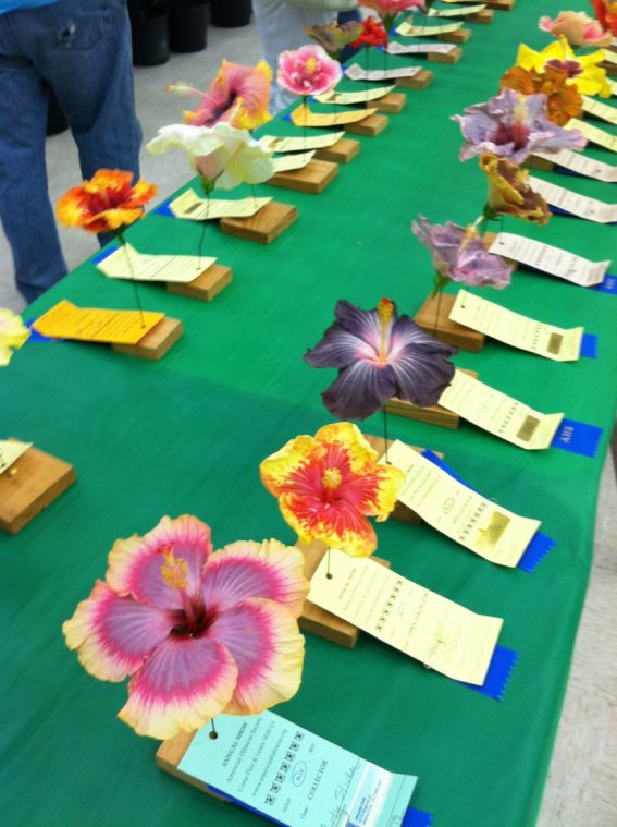 Space City Chapter plans Hibiscus Show