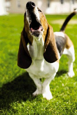 PET TALK: Alternatives to Debarking Surgery