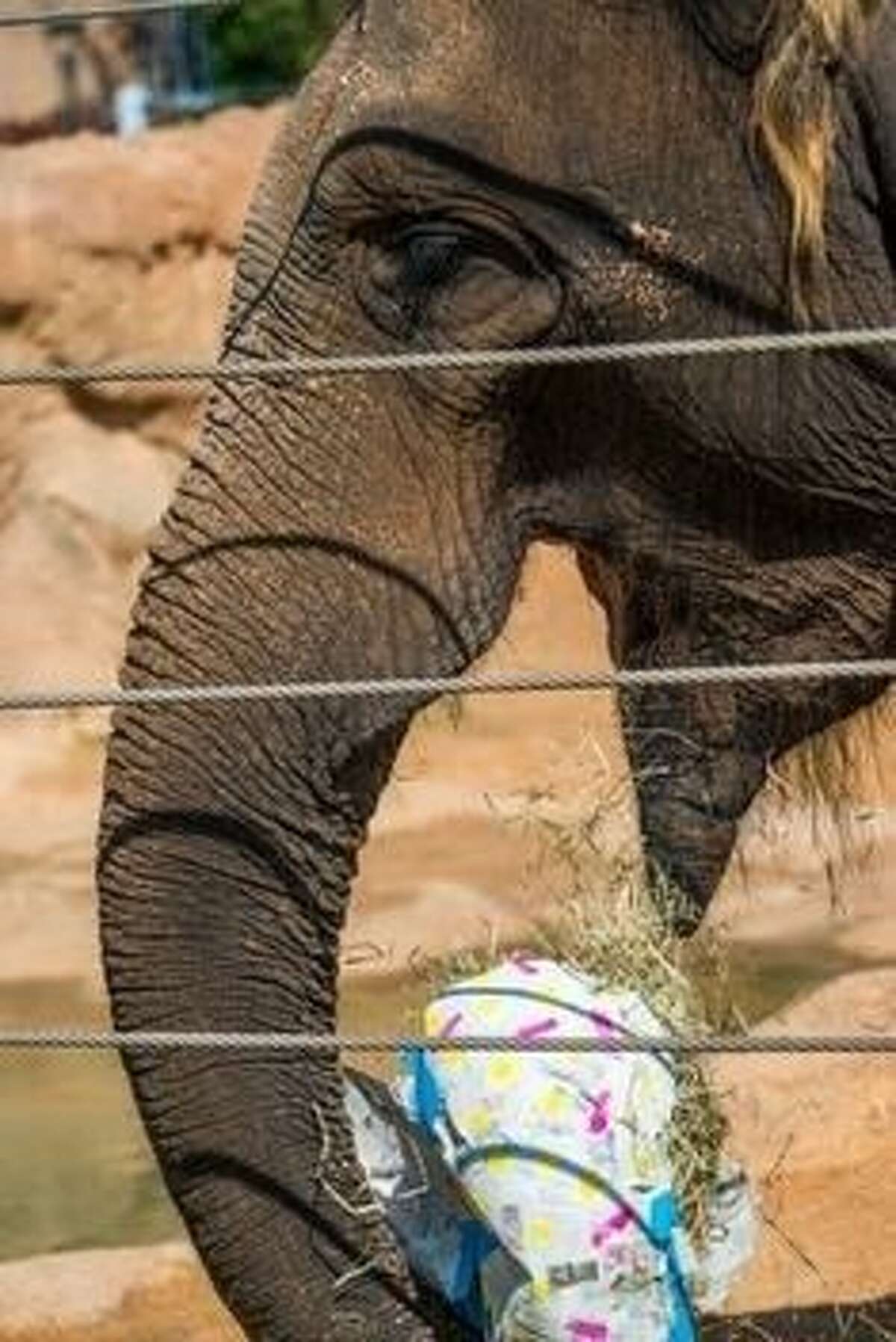 Animal Egg Hunt at Houston Zoo, Friday, April 3