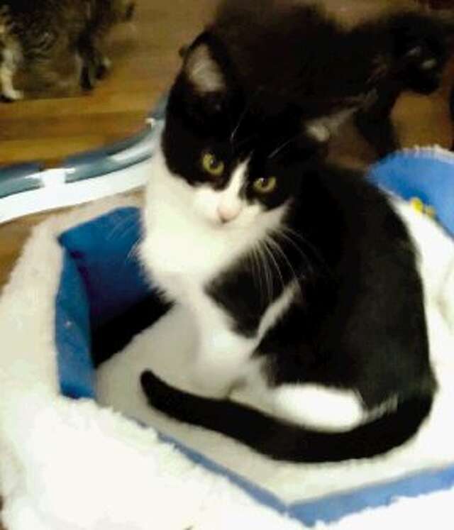 LMN FELINE RESCUE CATS OF THE WEEK